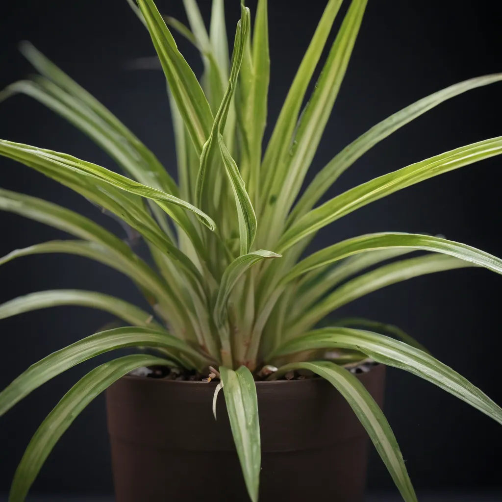 Miniature Spider Plant: Care, Design & Tips